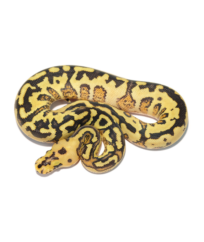 SOUL EXPERIENCE : Let ball pythons thrive, as passion comes alive